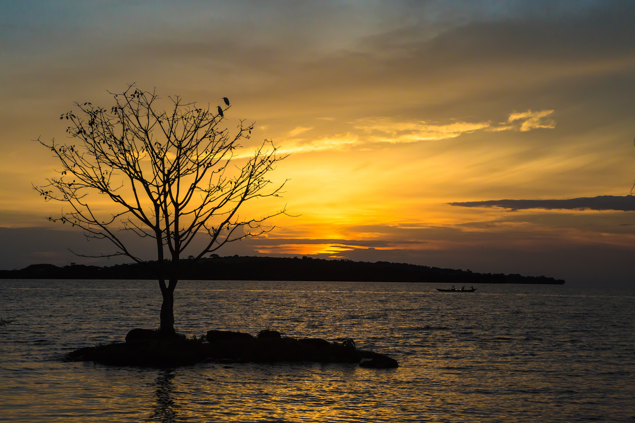 Home - Ngamba Island chimpanzee Sanctuary uganda on Lake ...