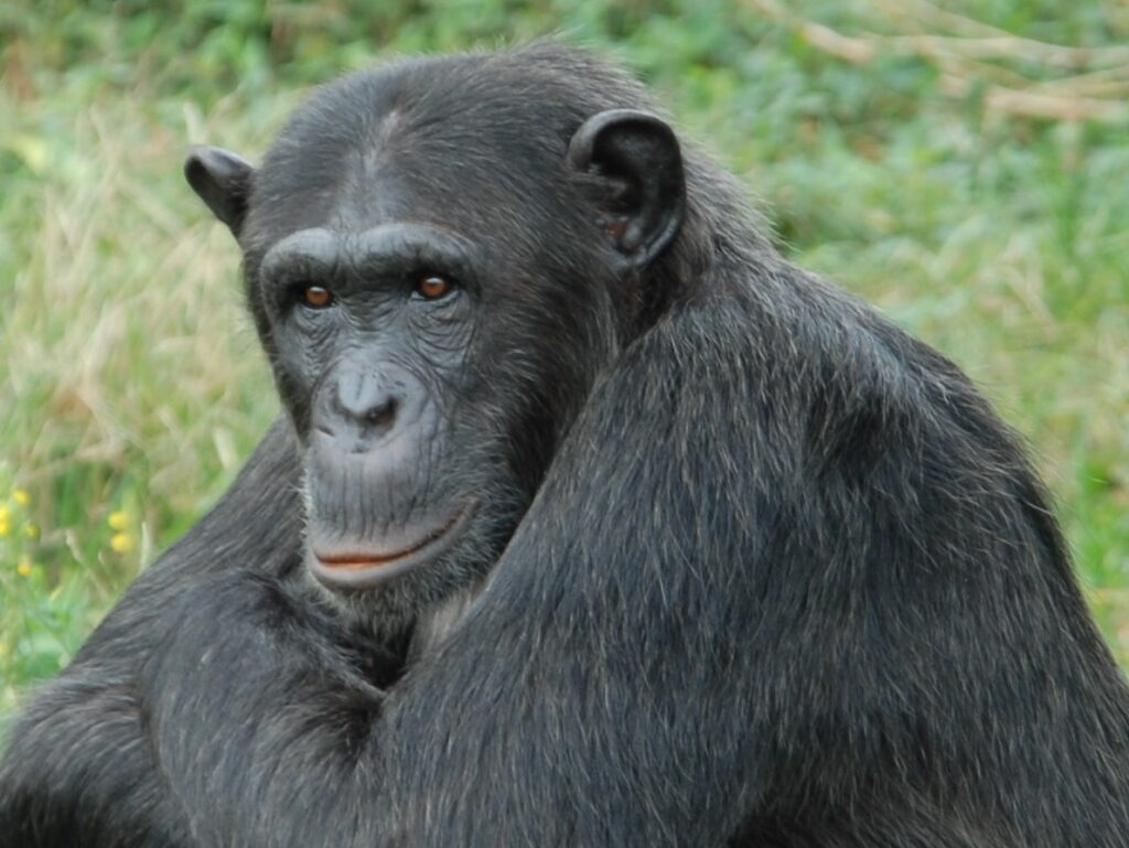 Chimps at Ngamba Island - Chimpanzee TrustChimpanzee Trust