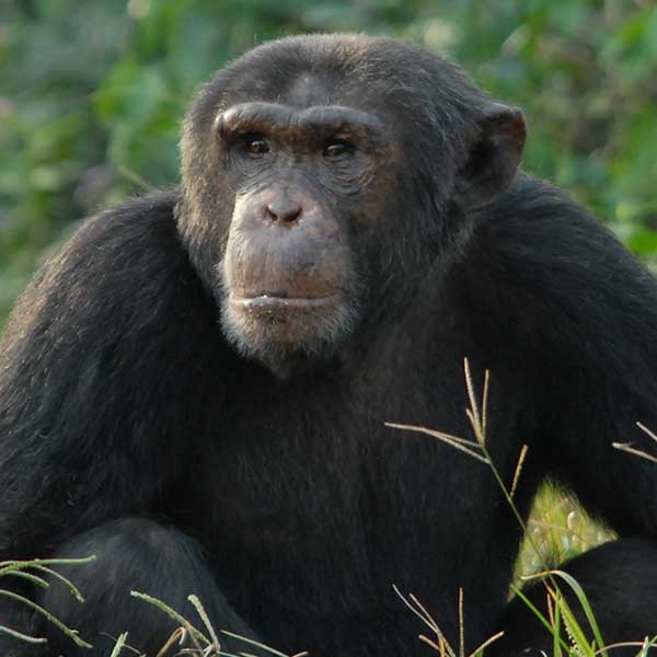 Okech - Ngamba Island Chimpanzee Sanctuary