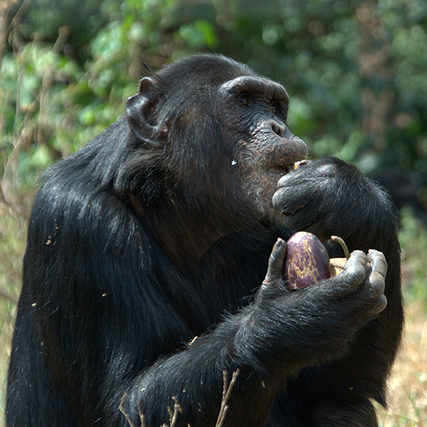 Peace - Ngamba Island Chimpanzee Sanctuary