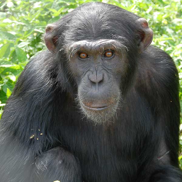 Rambo - Chimpanzee TrustChimpanzee Trust