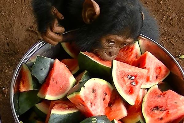 Feed the Chimps - Chimpanzee TrustChimpanzee Trust