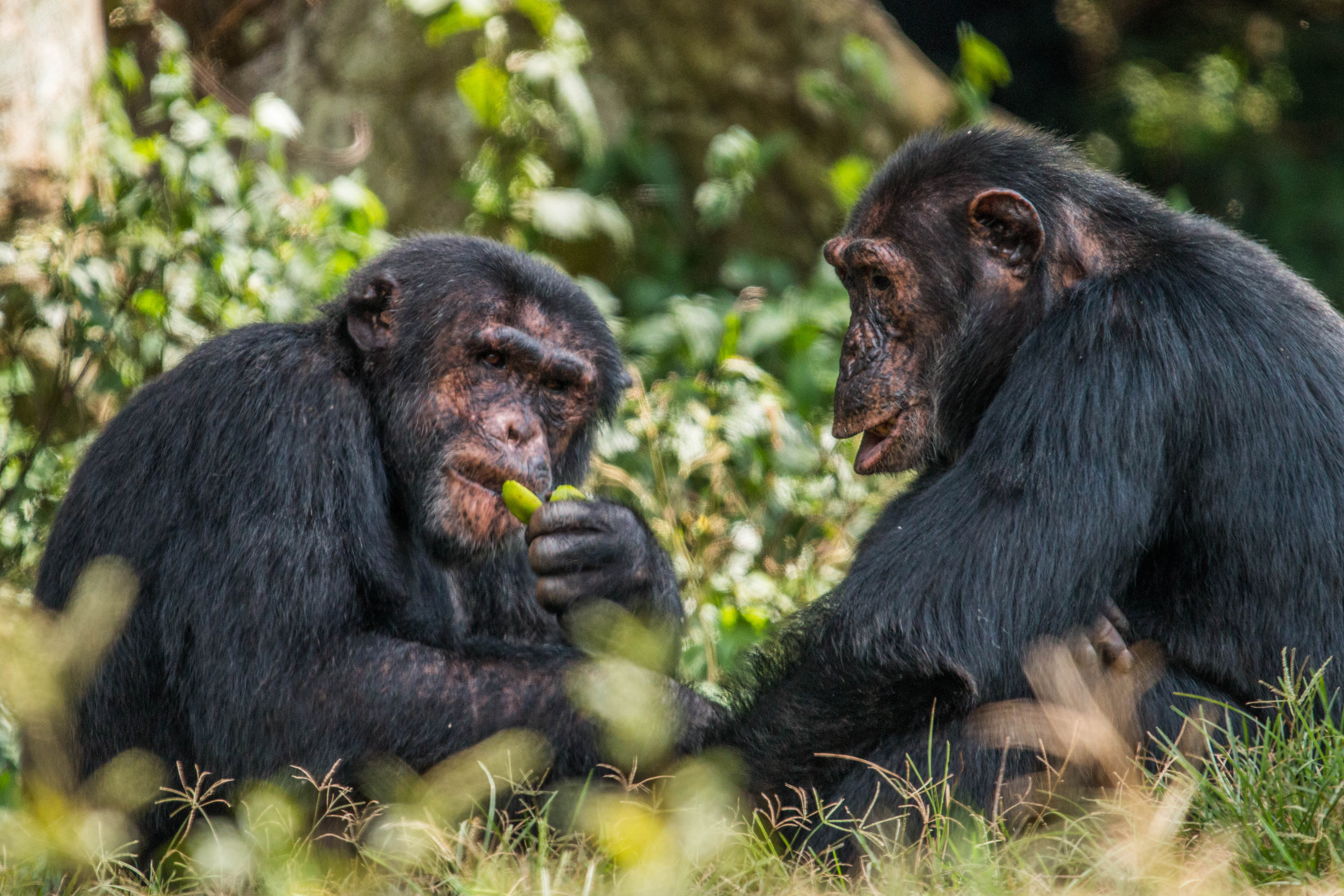 Home - Ngamba Island chimpanzee Sanctuary uganda on Lake VictoriaNgamba ...