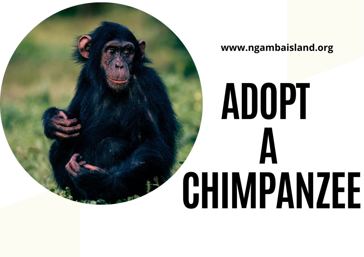 Donate Now - Ngamba Island Chimpanzee Sanctuary