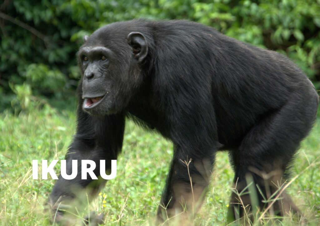 Chimp Profiles - Chimpanzee TrustChimpanzee Trust