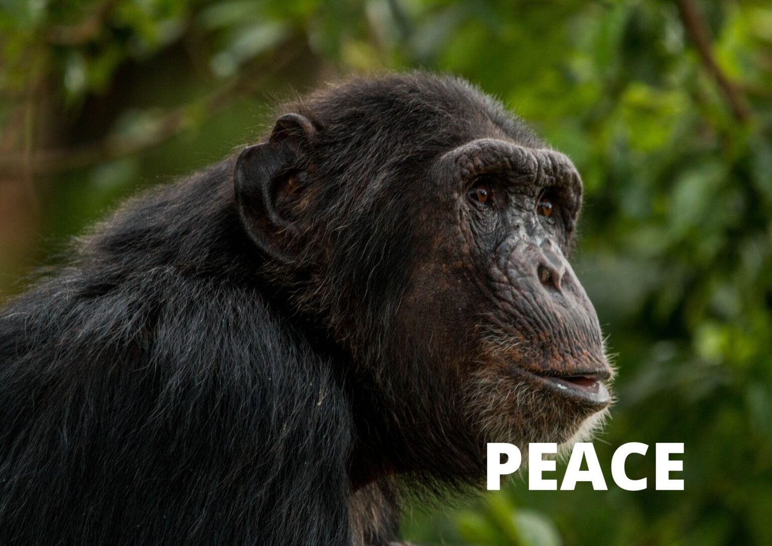 Peace - Ngamba Island Chimpanzee Sanctuary